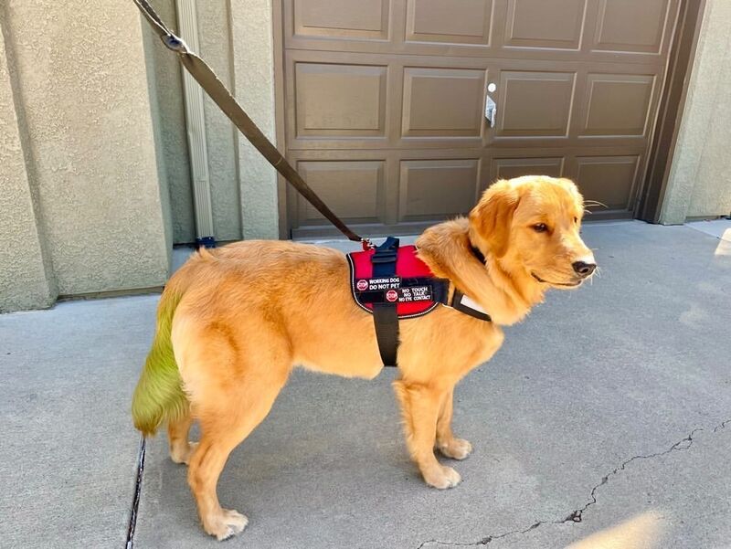 Bailey the Service Dog – Independent Living Center of Southern California